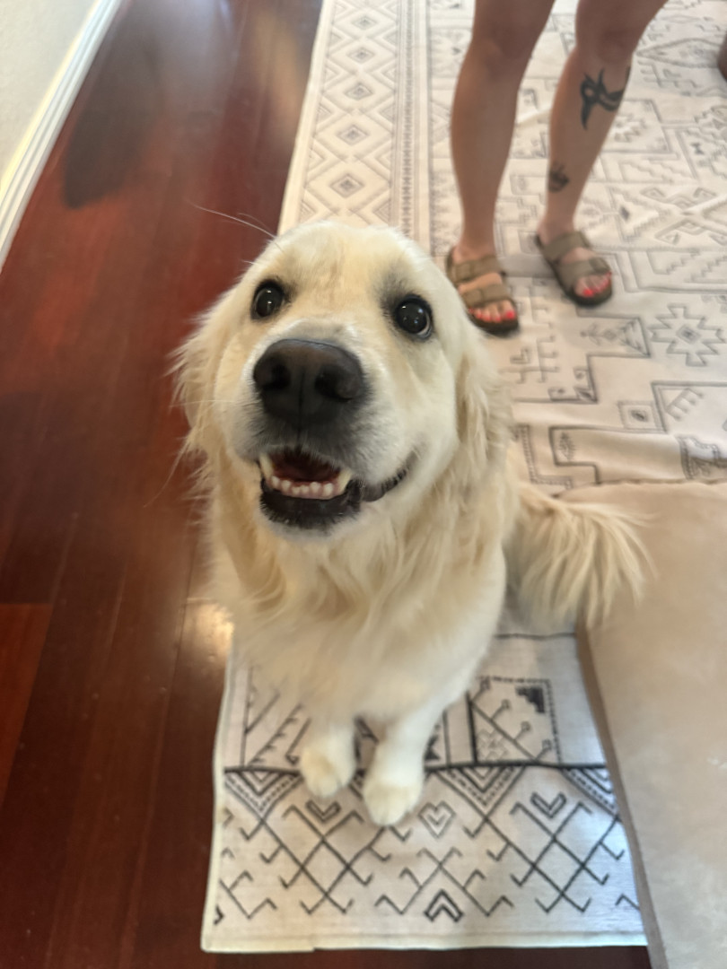 Yeti | America's Favorite Pet