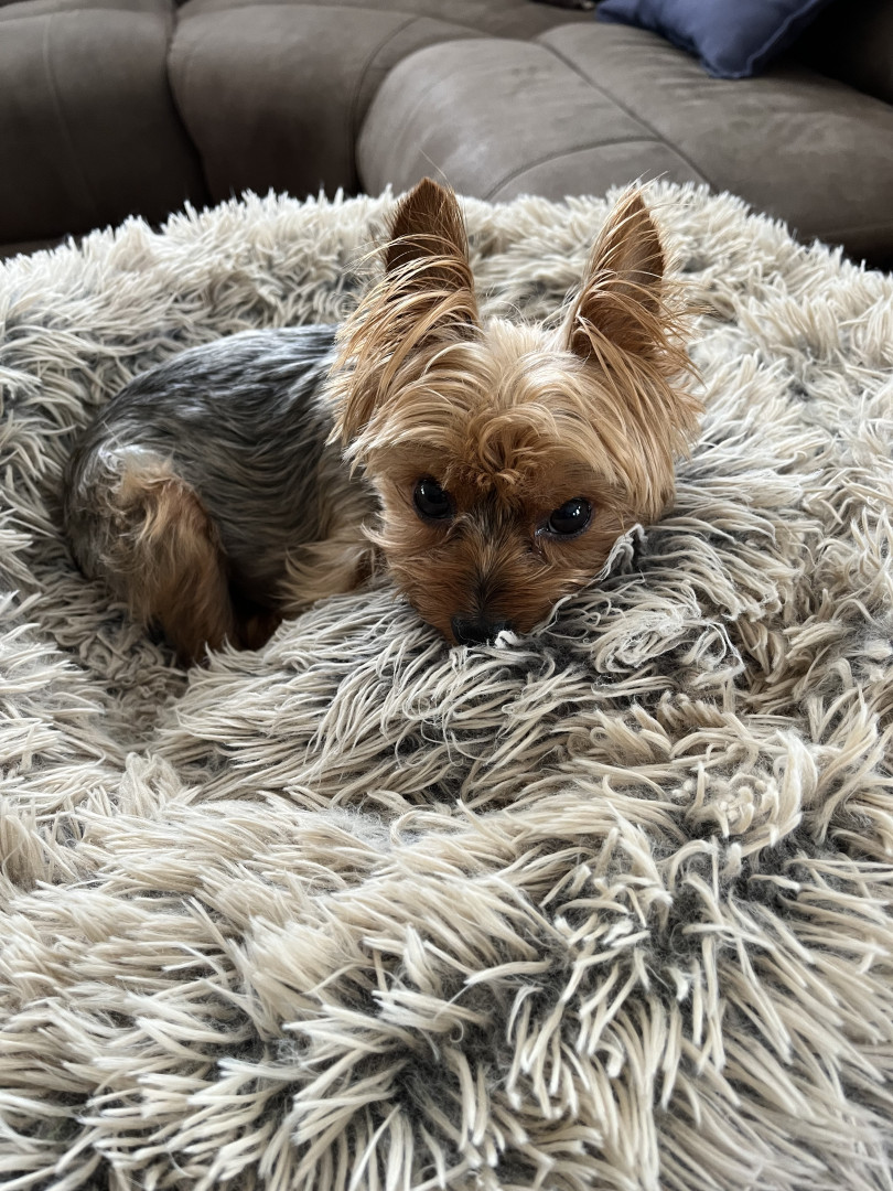 Milo | America's Favorite Pet