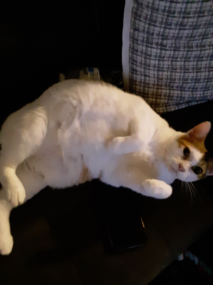 Thunder Kitty | America's Favorite Pet