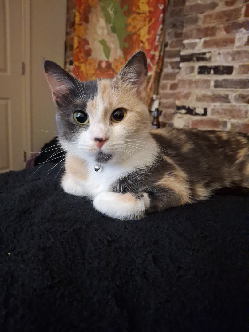 Havey | America's Favorite Pet