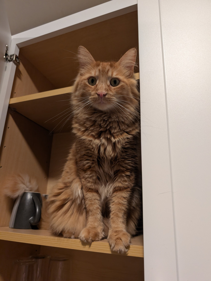 haley westgate | America's Favorite Pet