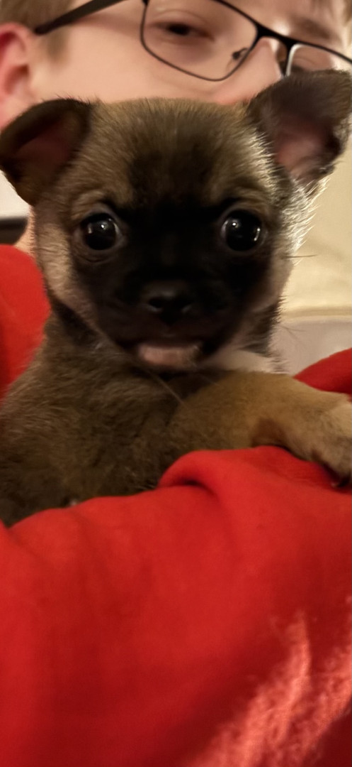 Ellie Mae | America's Favorite Pet