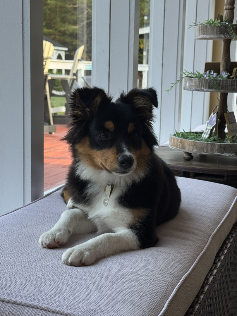 Molly, Cyrus Campbell | America's Favorite Pet