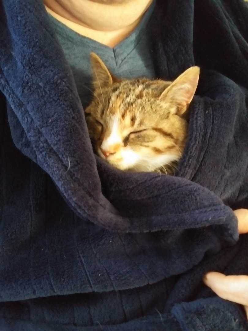 Hazel | America's Favorite Pet