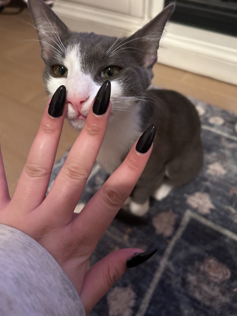 Andy | America's Favorite Pet