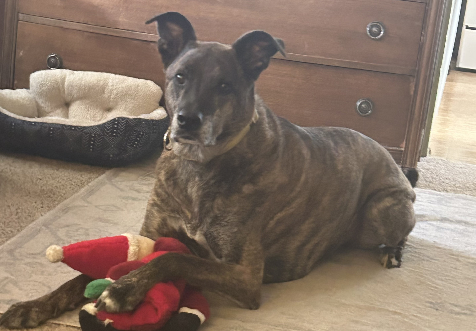 Benjamin | America's Favorite Pet