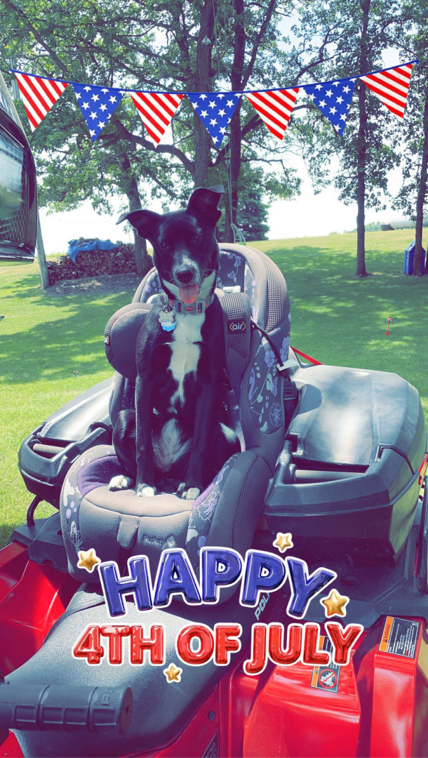 Onyx | America's Favorite Pet