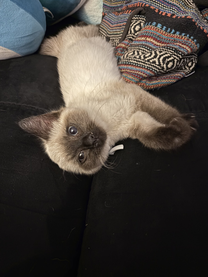 Sora | America's Favorite Pet