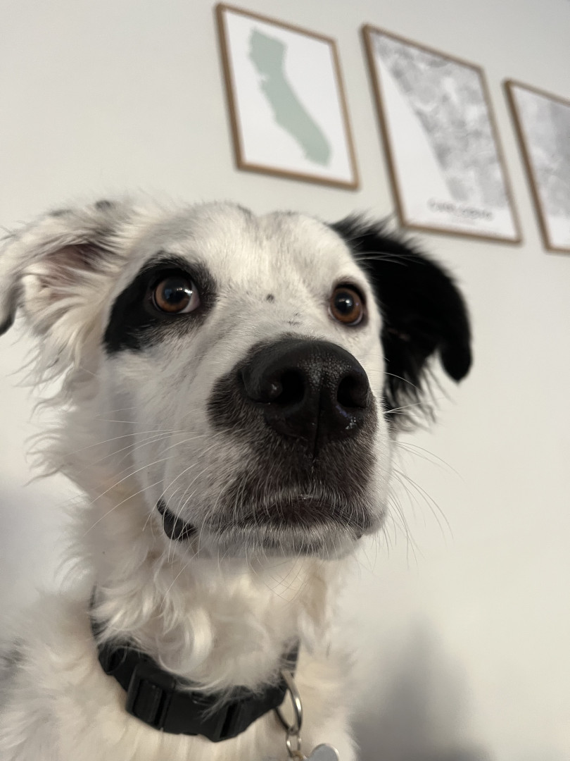 Captain | America's Favorite Pet