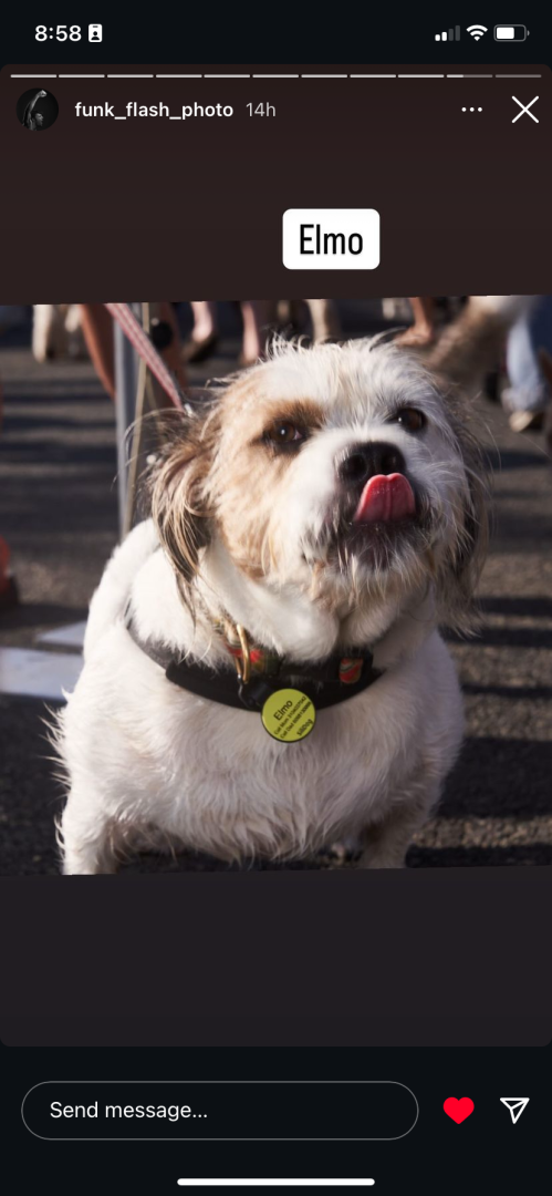 Elmo | America's Favorite Pet