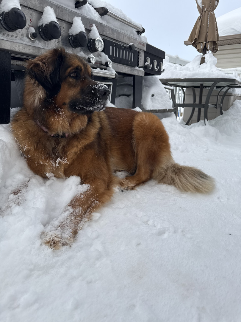 Lilly | America's Favorite Pet