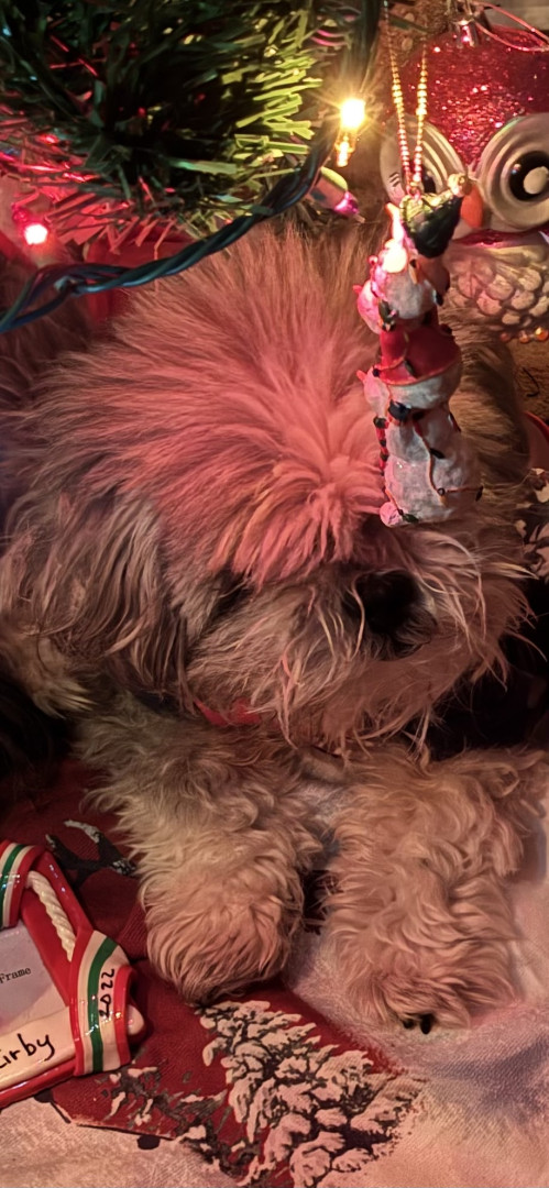 Kirby bear | America's Favorite Pet