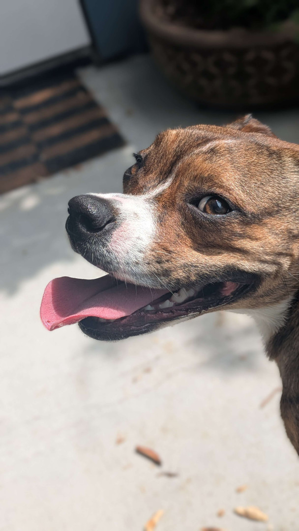 Shoelace | America's Favorite Pet