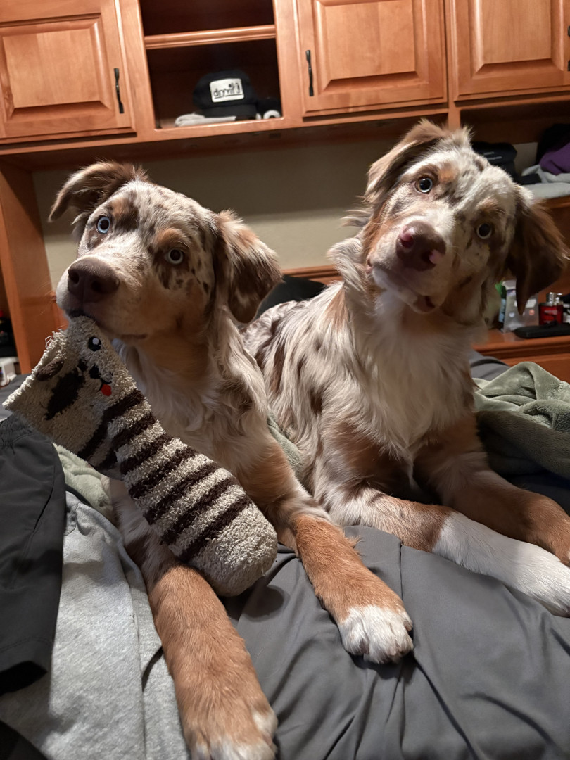 Copper | America's Favorite Pet