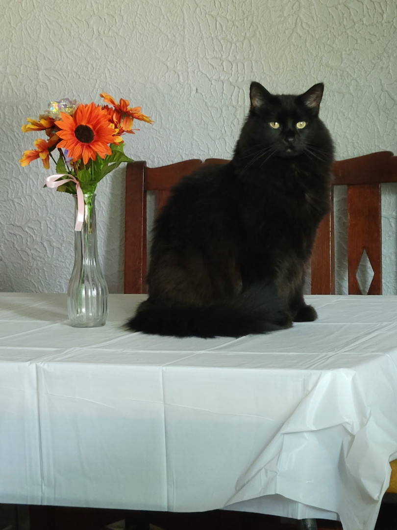 Tig Chester | America's Favorite Pet