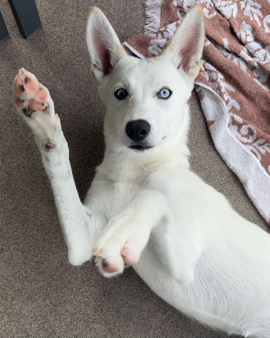 Sadie boo | America's Favorite Pet