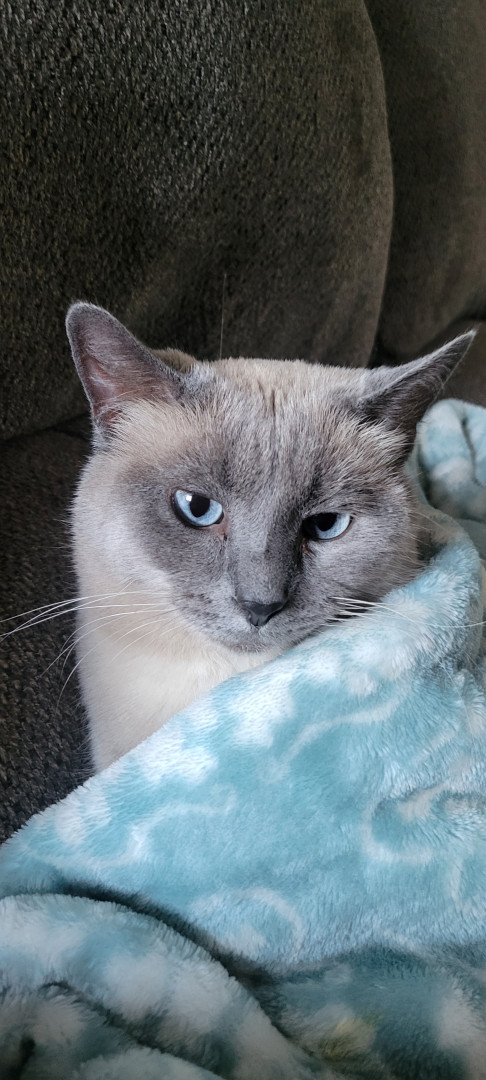 Marshmallow | America's Favorite Pet