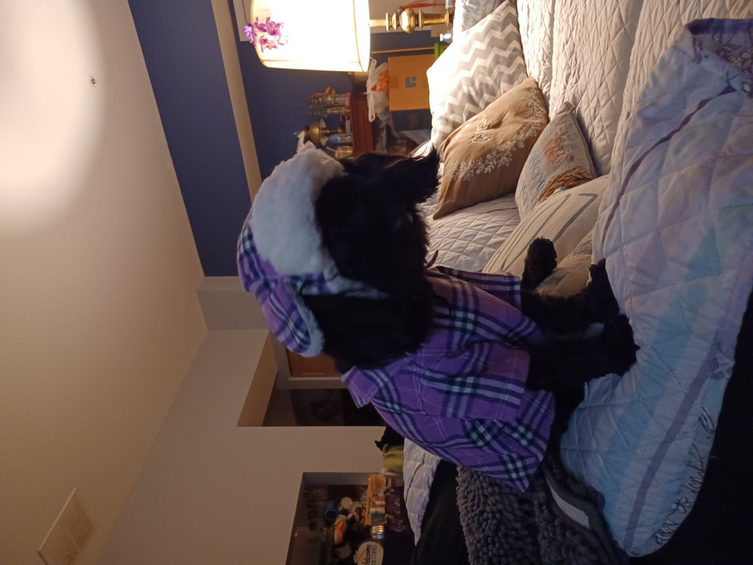 Stormie | America's Favorite Pet