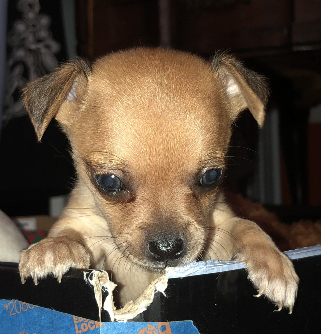 Popeye | America's Favorite Pet