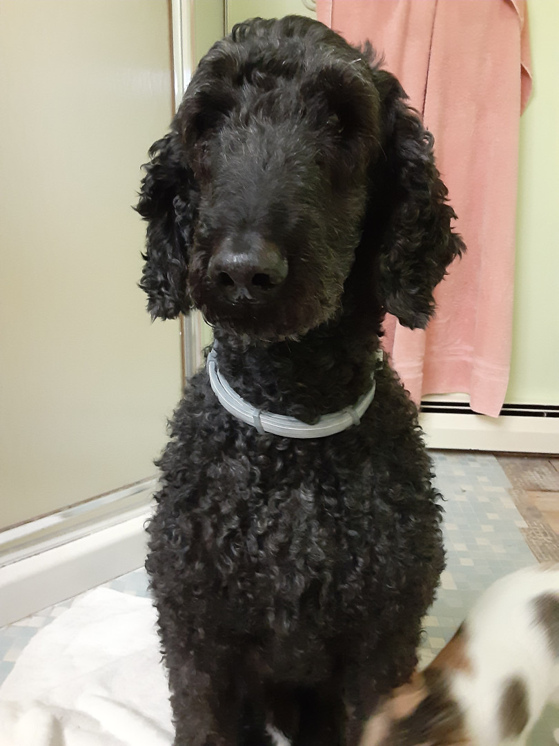 Chester | America's Favorite Pet