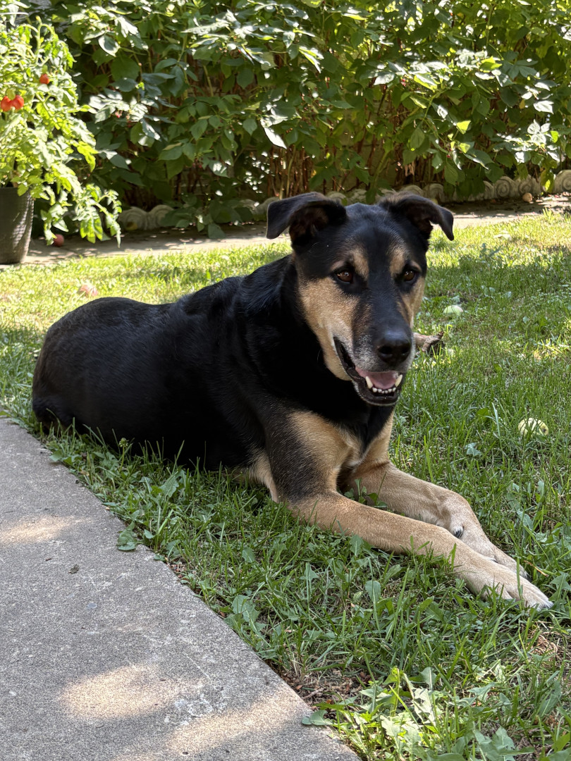 Reese's pieces | America's Favorite Pet