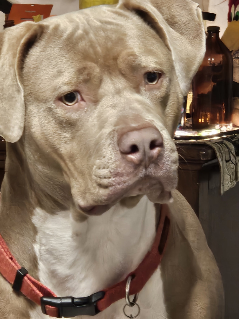 Diamond | America's Favorite Pet