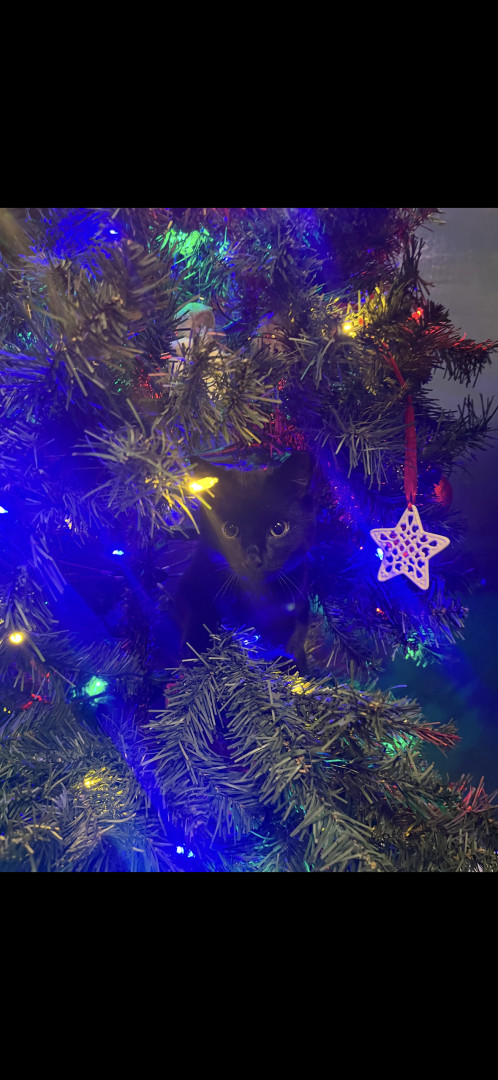 Ozzy | America's Favorite Pet