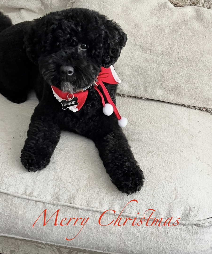 Dries | America's Favorite Pet