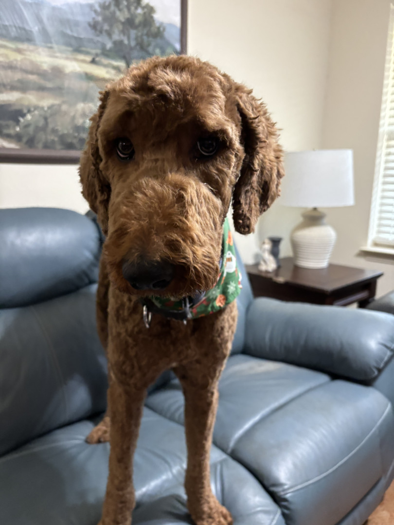 Bentley Lewis Casey | America's Favorite Pet