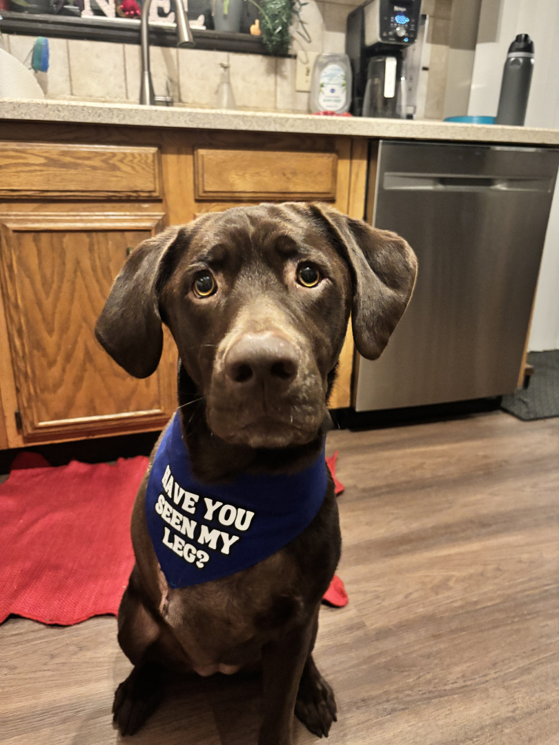 Greta | America's Favorite Pet