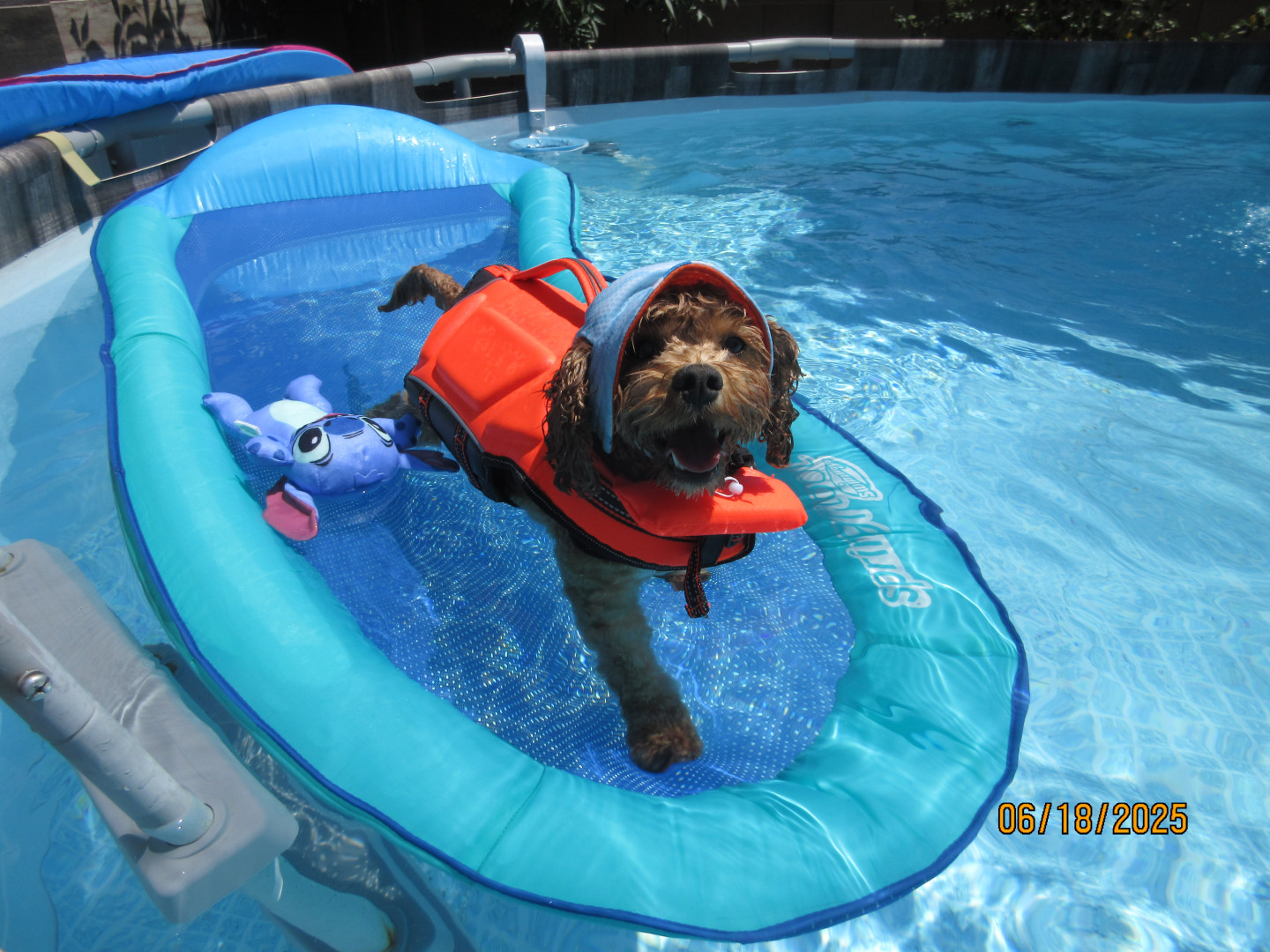 Phillip | America's Favorite Pet