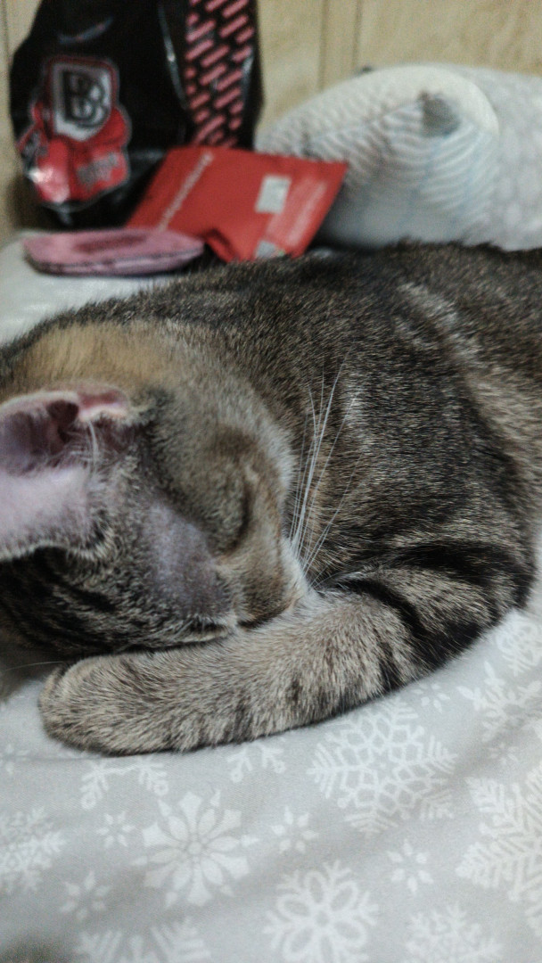 Rose | America's Favorite Pet