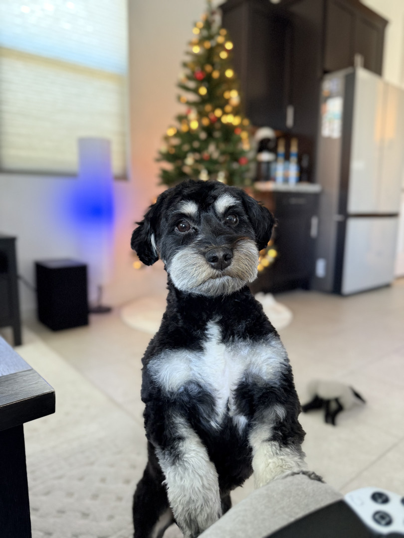 Ozzy | America's Favorite Pet