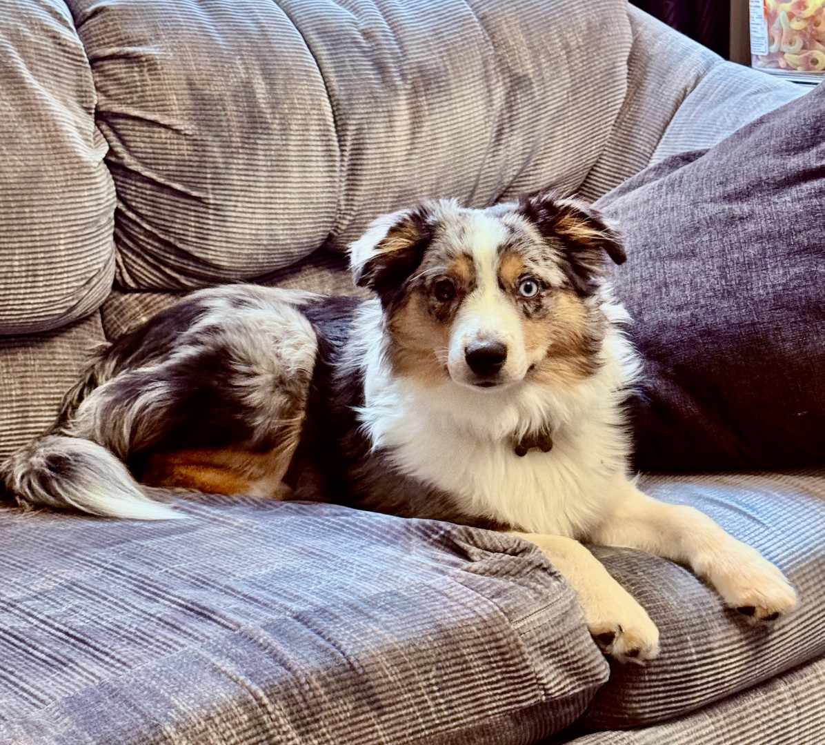 iris | America's Favorite Pet