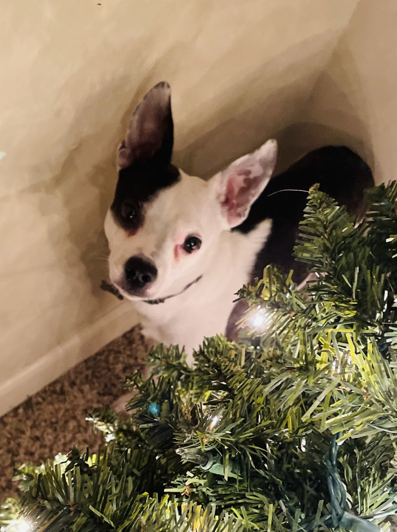 Sugarboo Bitz | America's Favorite Pet