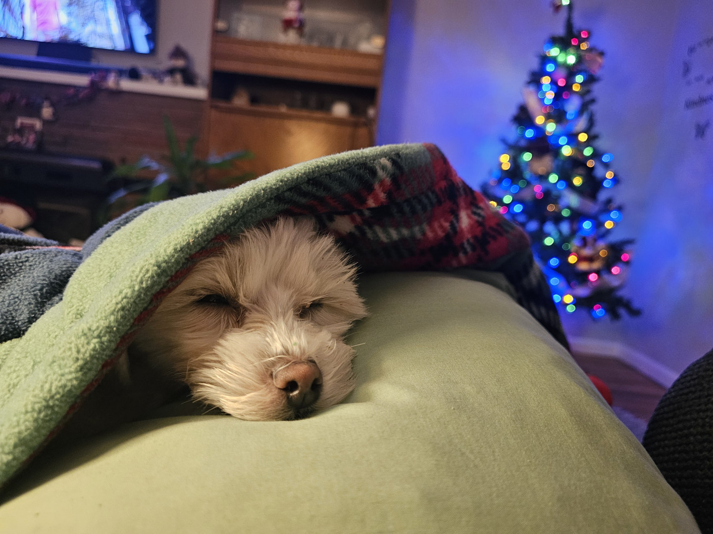 Marley | America's Favorite Pet