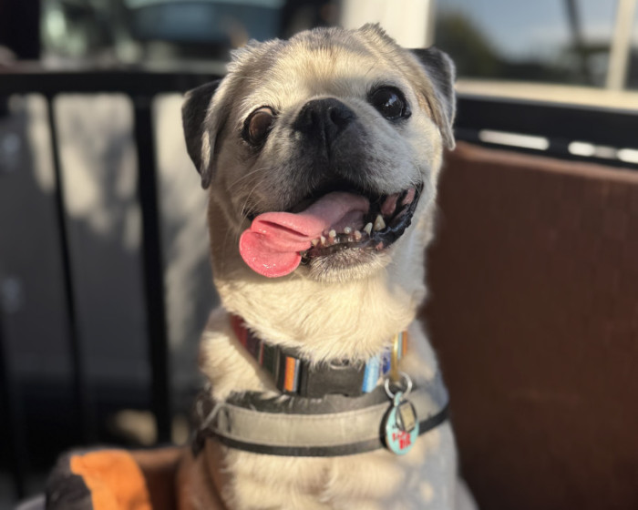 America's Favorite Pet