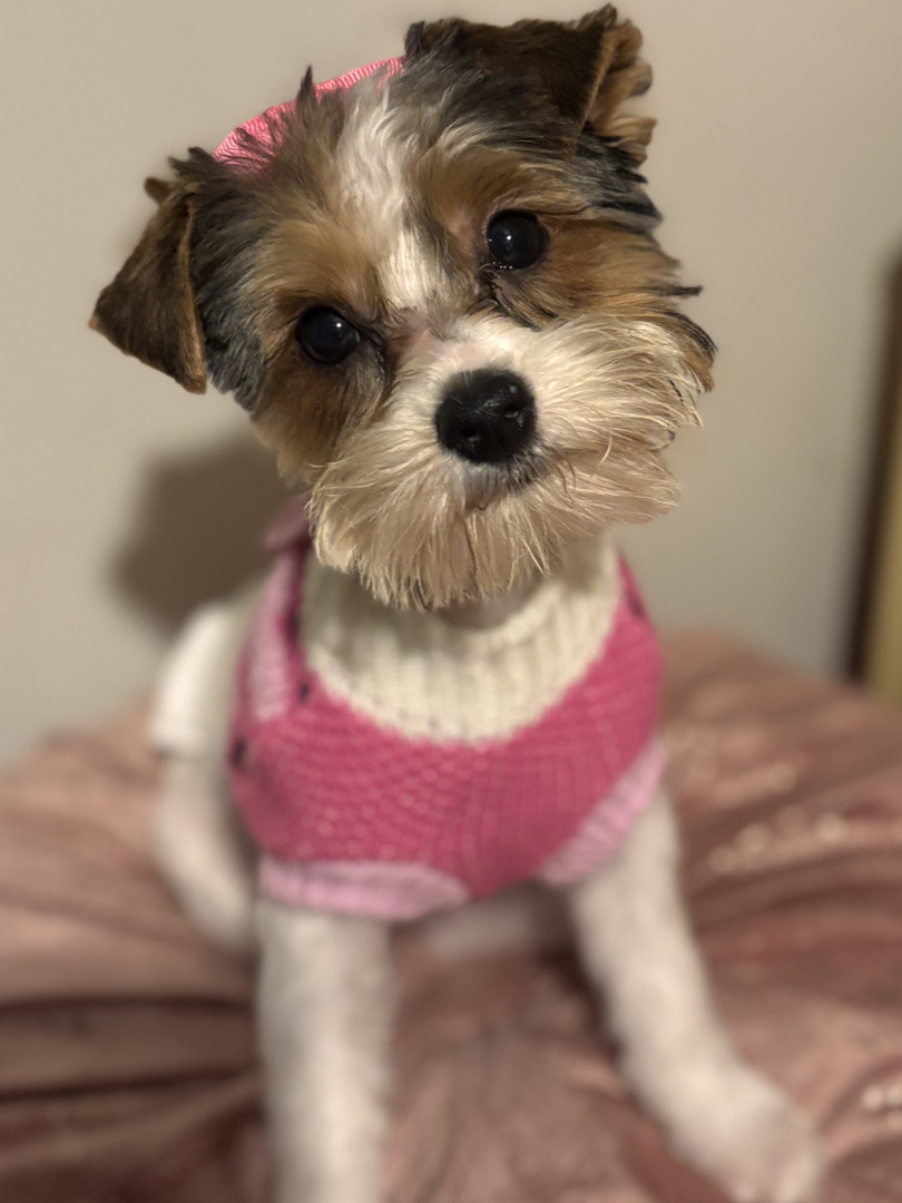 Priscilla | America's Favorite Pet