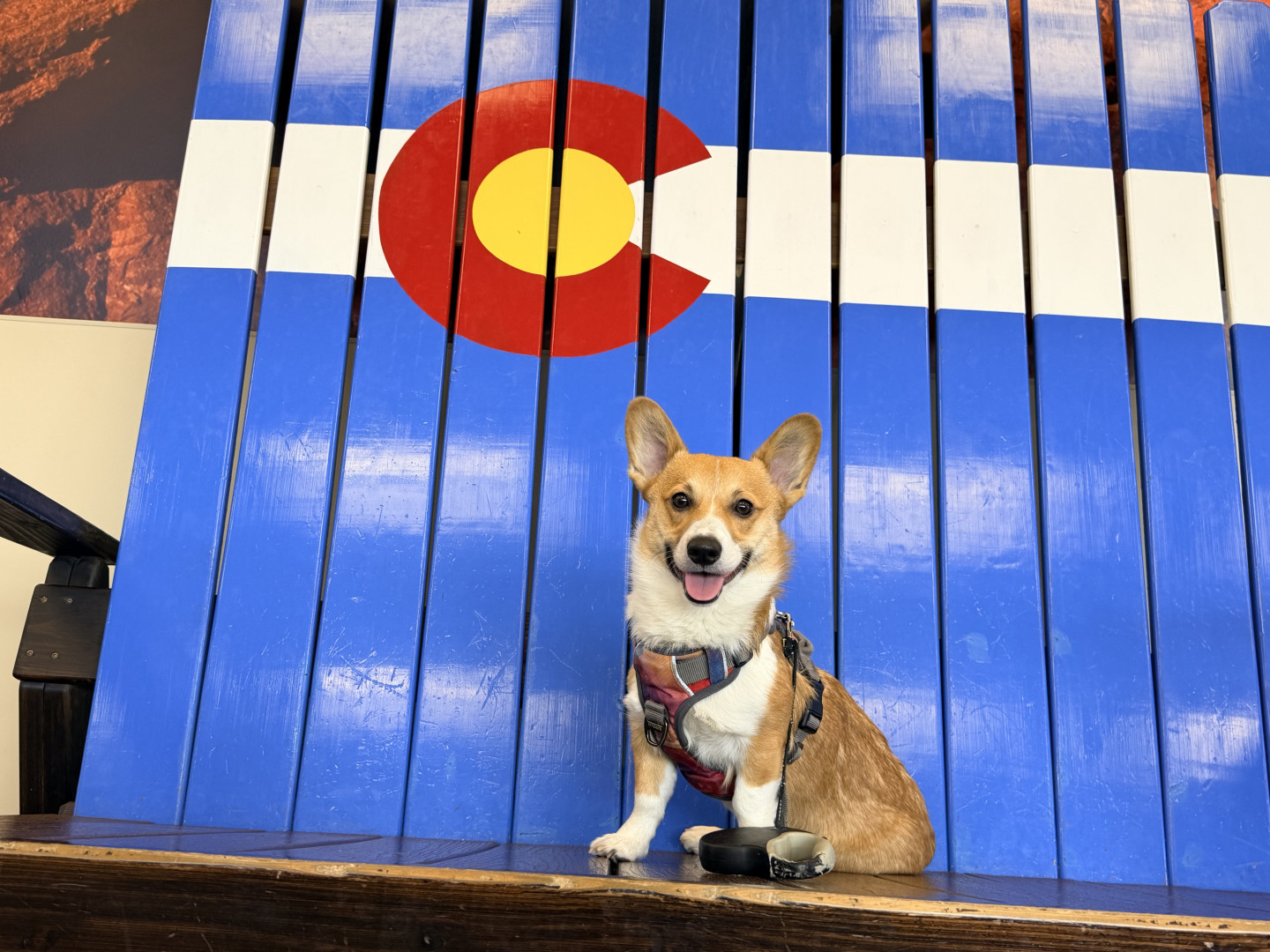 Curry the Super-Corgi | America's Favorite Pet