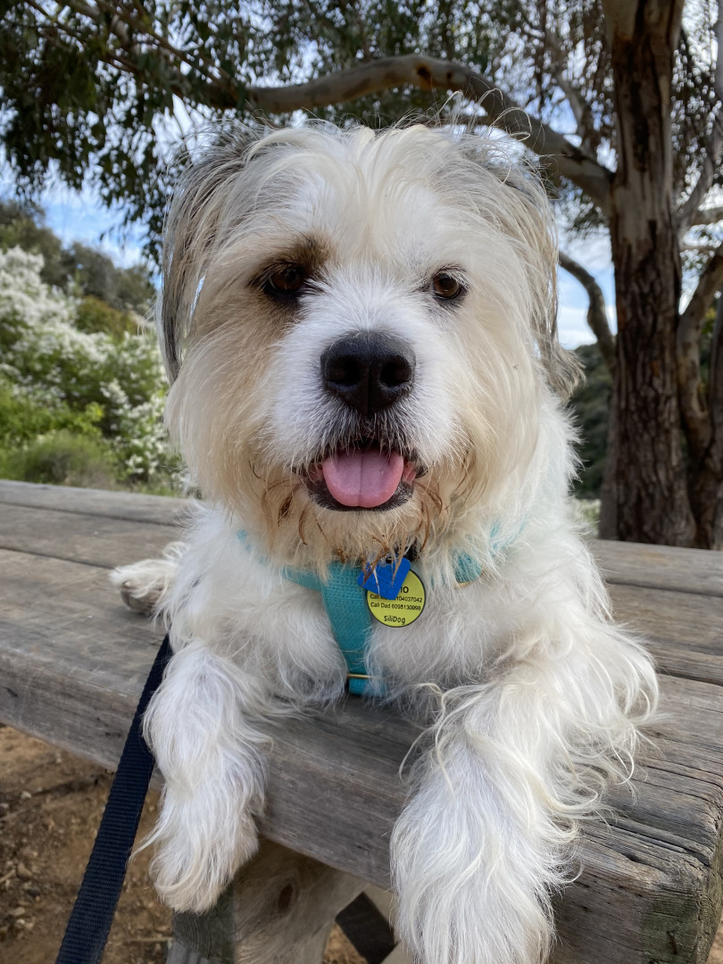 Elmo | America's Favorite Pet