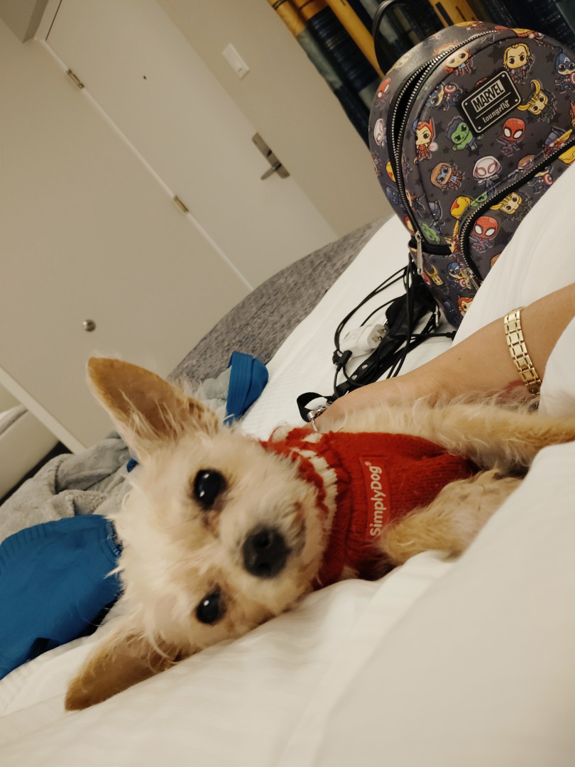 Scruffy | America's Favorite Pet