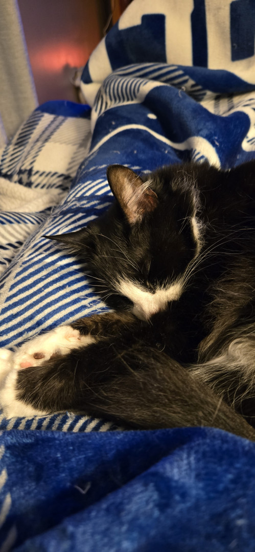 Lady Sif | America's Favorite Pet