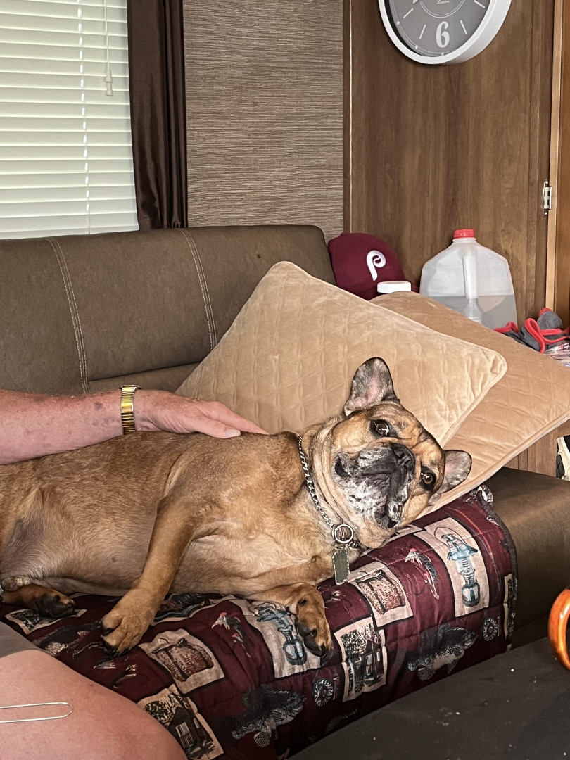 Guido | America's Favorite Pet
