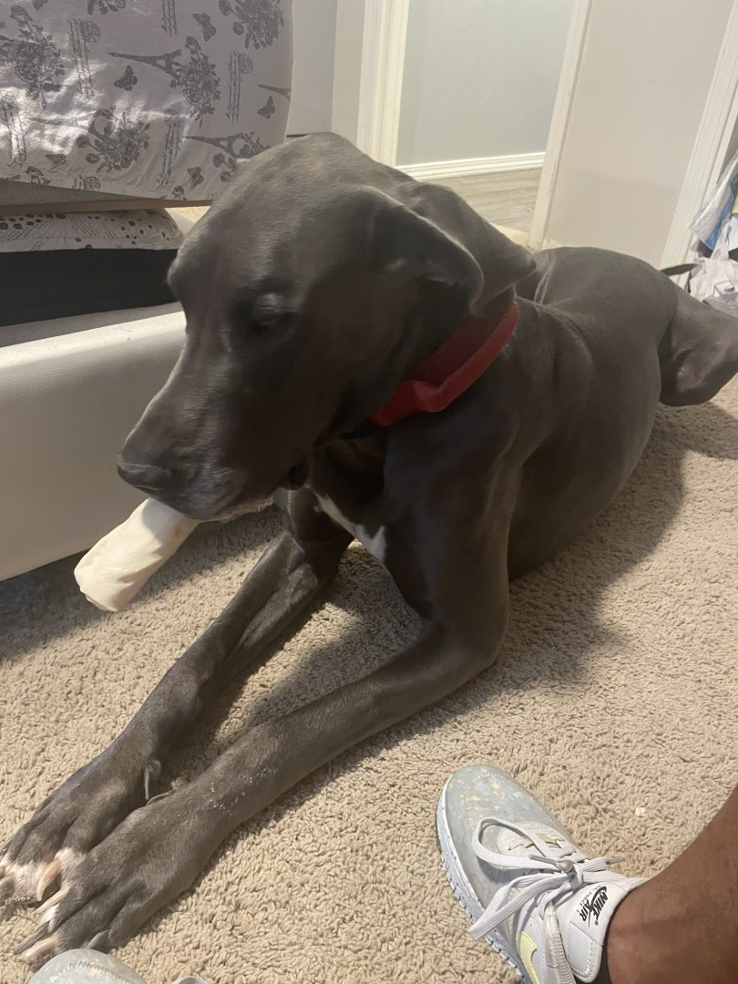 Zeus | America's Favorite Pet