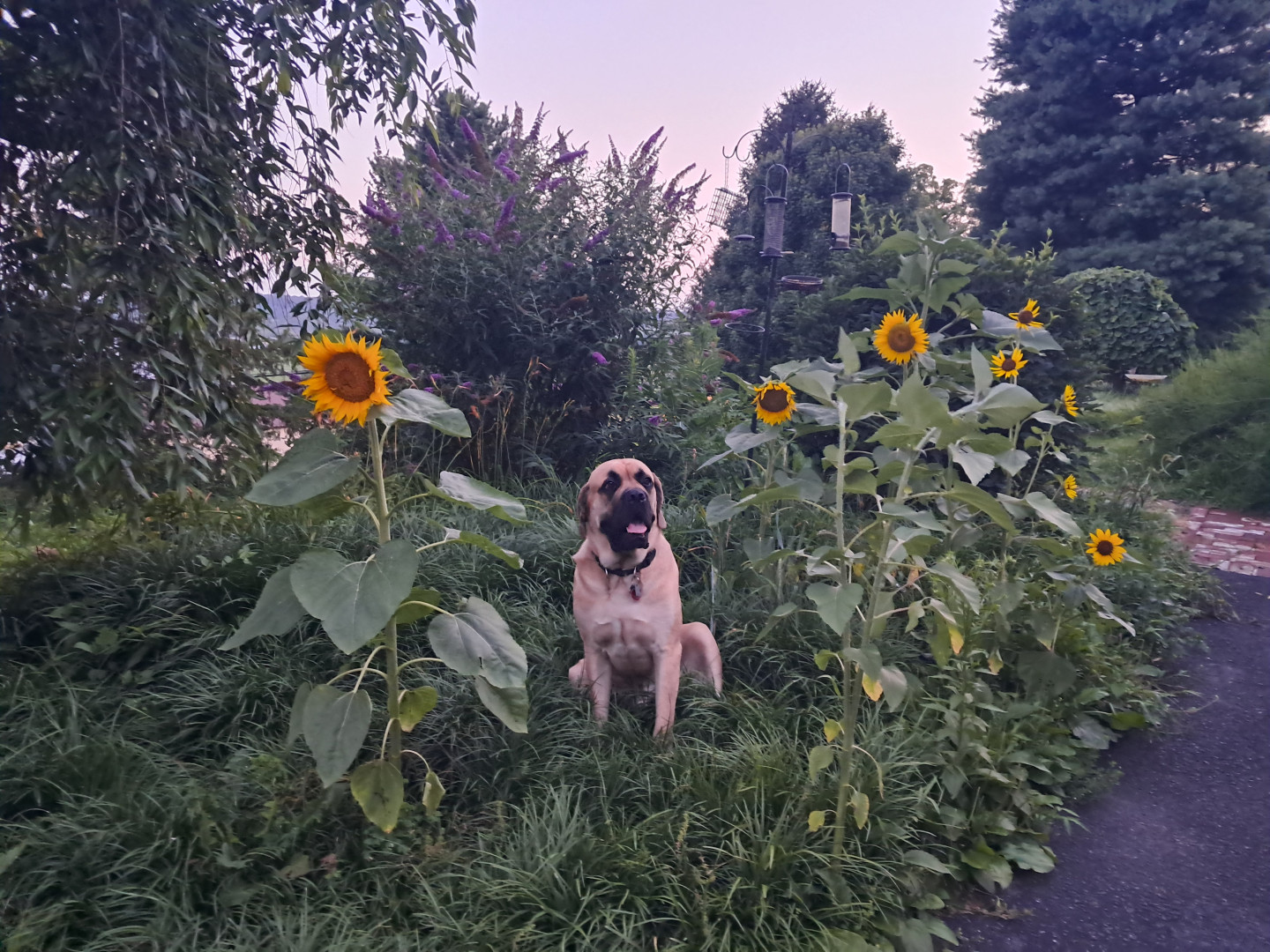 Murphy | America's Favorite Pet