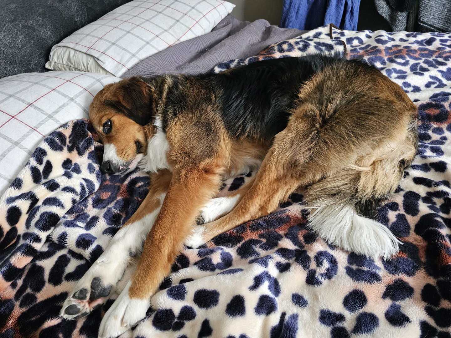 Gabi | America's Favorite Pet