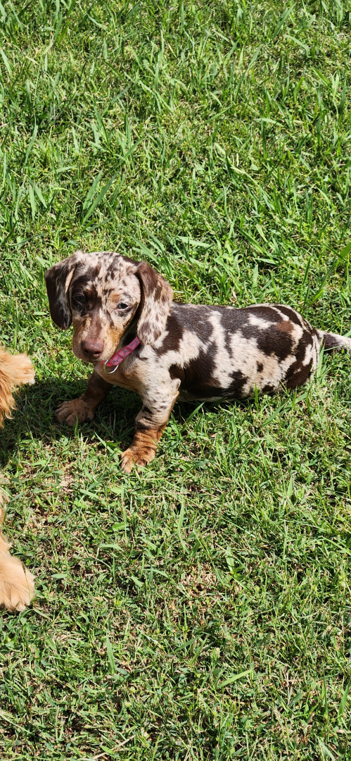 Millie Bug | America's Favorite Pet
