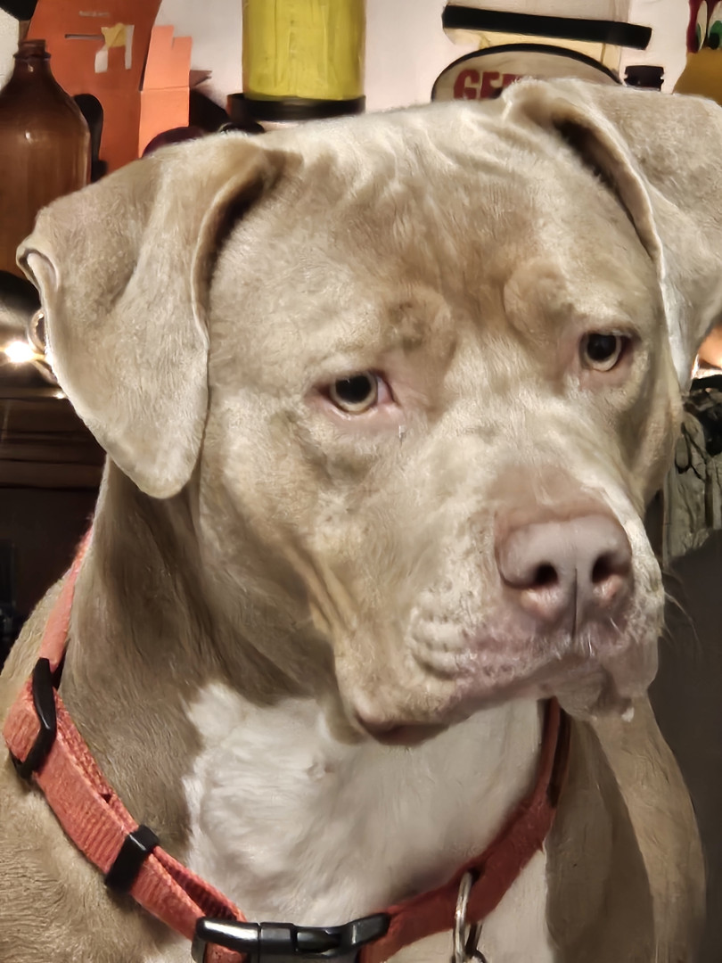 Diamond | America's Favorite Pet