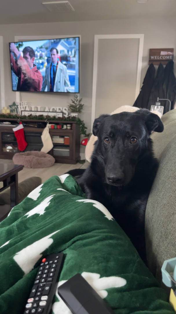 Zeus | America's Favorite Pet
