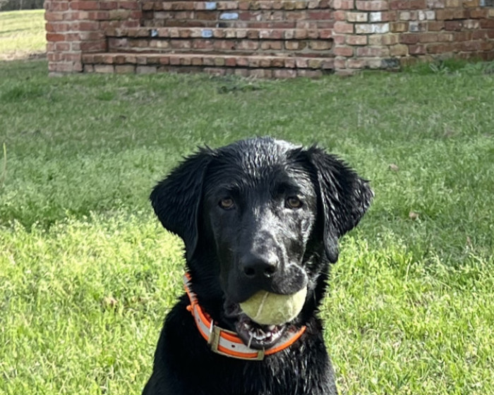 Ellie Mae | America's Favorite Pet